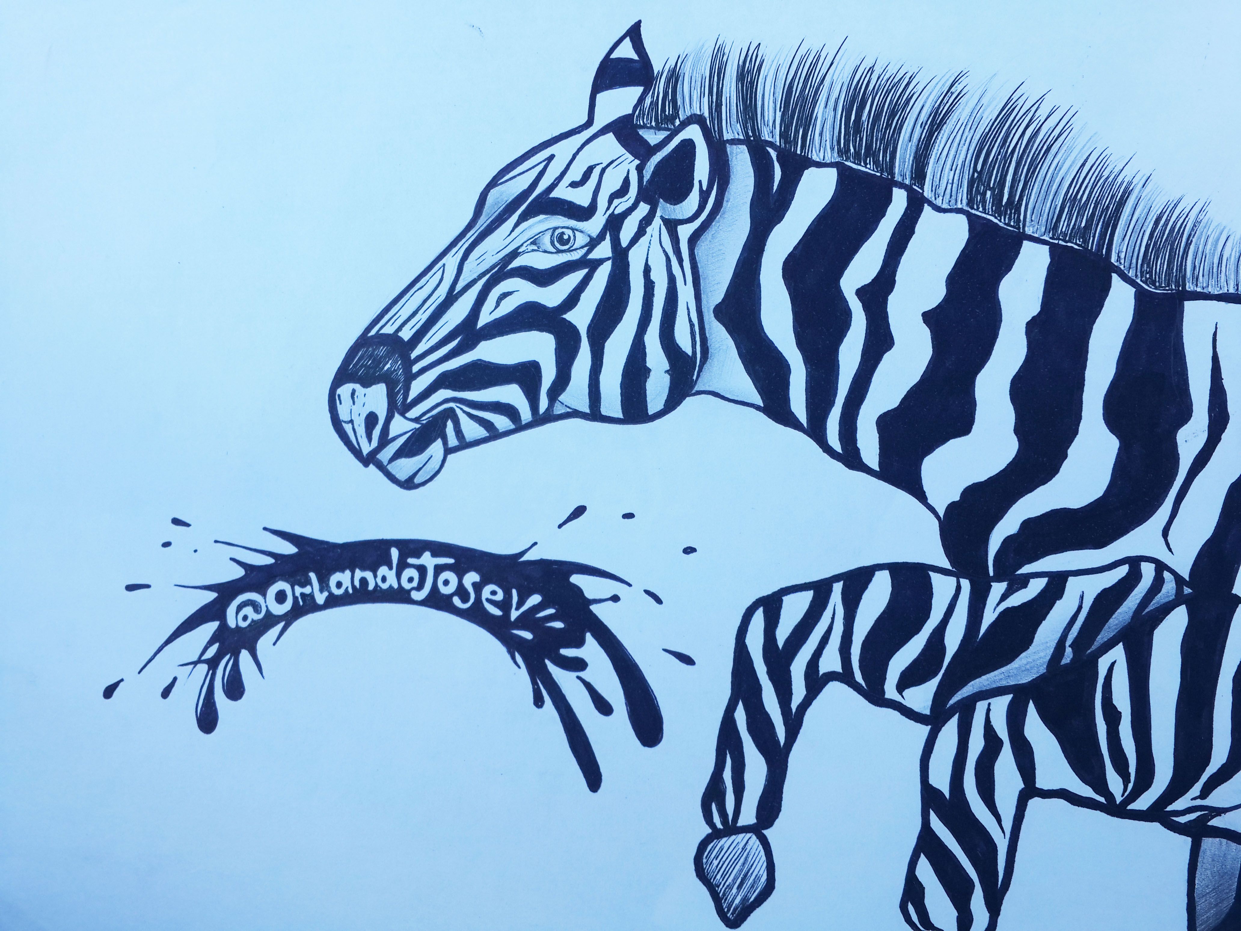 Easy Zebra Pencil Drawing